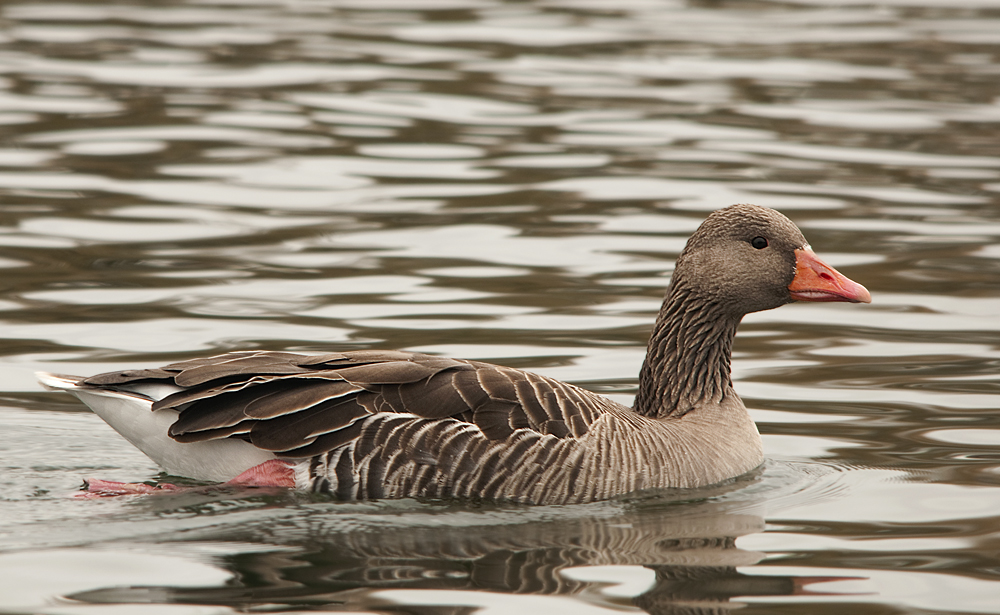 Neix el primer atles dels ocells de Barcelona | Guardia Urbana de ...
